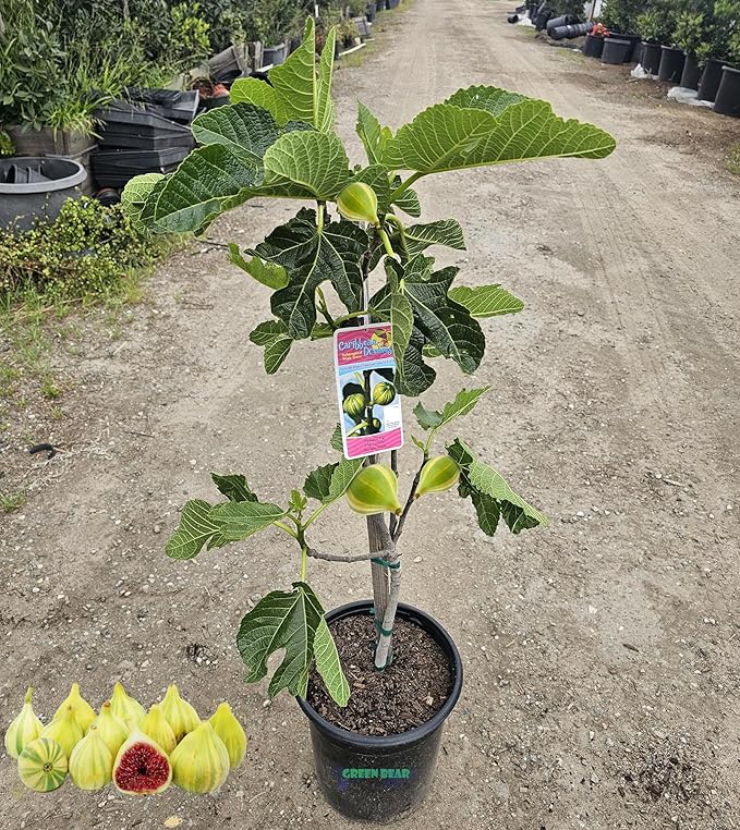 Amazon.com: Fig Fruit Tree (Panache Tiger Fig, 5 Gallon) : Grocery ...