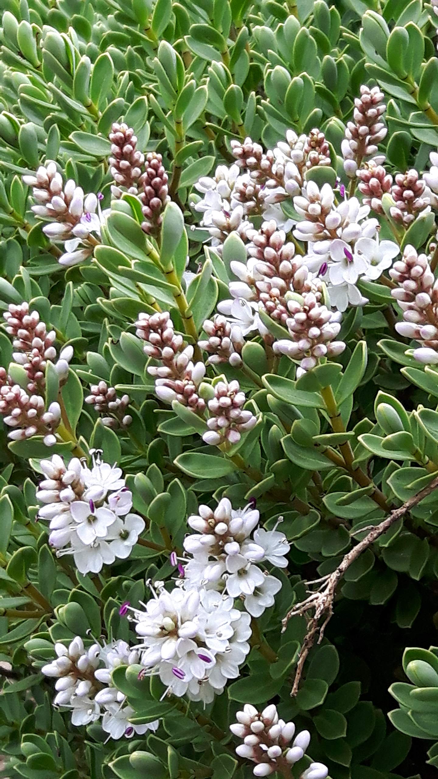 HEBE TOPIARIA Small LEAVED Hardy HEBE with White Flowers in 9CM Pot ...