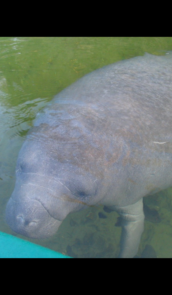 Baby Manatee Wallpaper -- HD Wallpapers of Baby Manatee! - App on ...