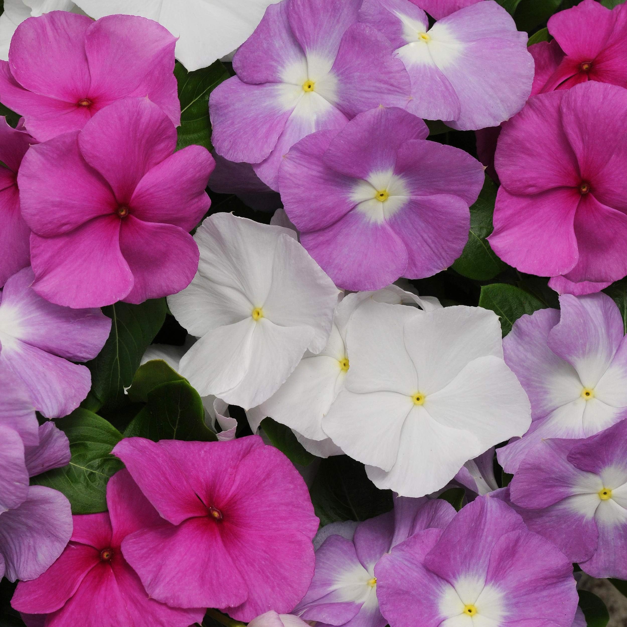 Amazon.com : Outsidepride 50 Seeds Annual Vinca Periwinkle Summer ...