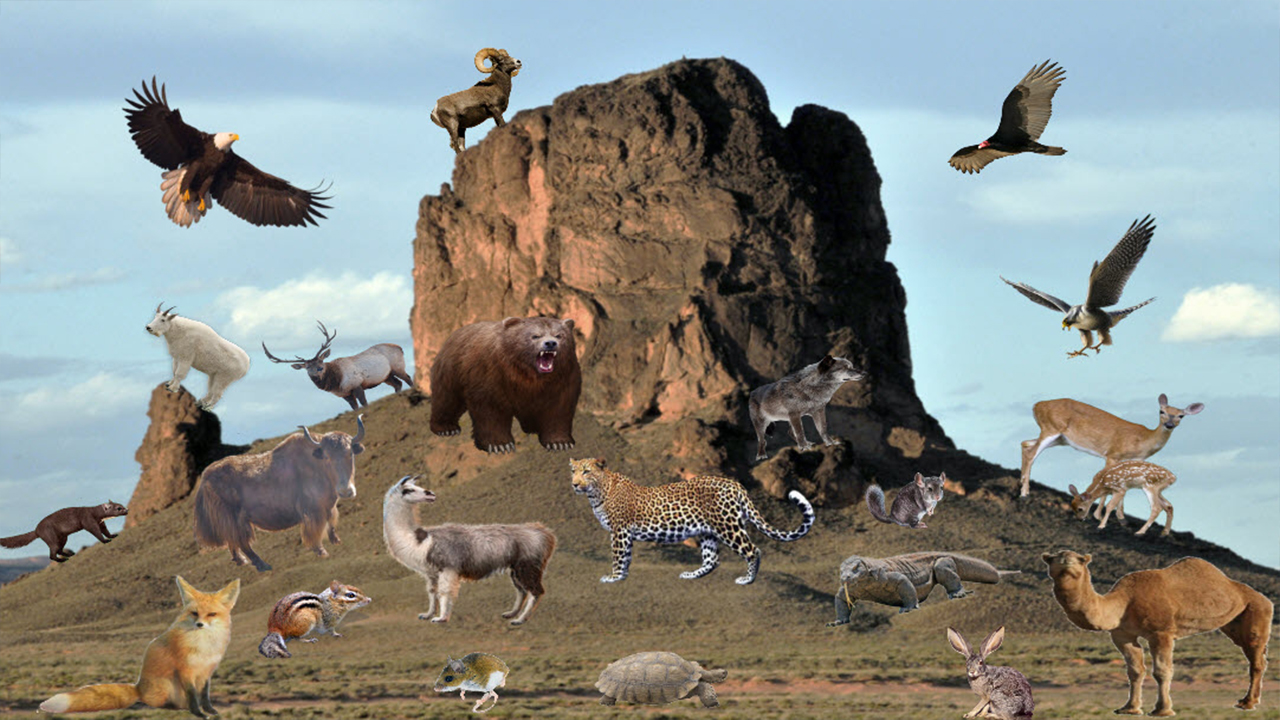 Learning Animal Sounds And Habitats - App on Amazon Appstore