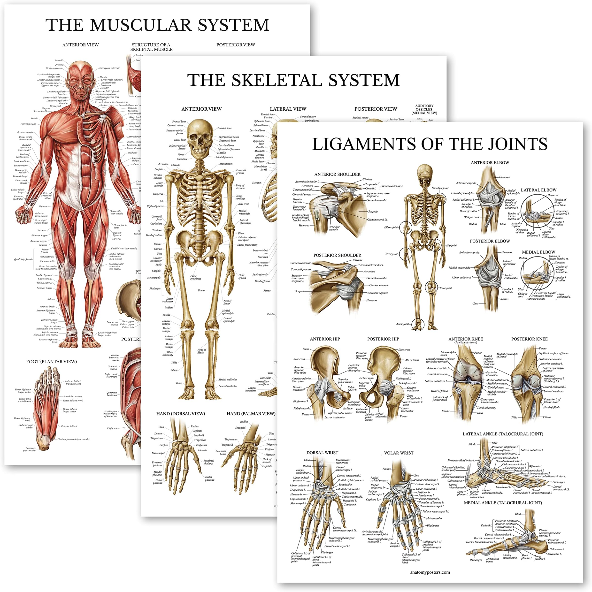 Amazon.com: LAMINATED Skeletal System Poster - Human Skeleton Chart ...