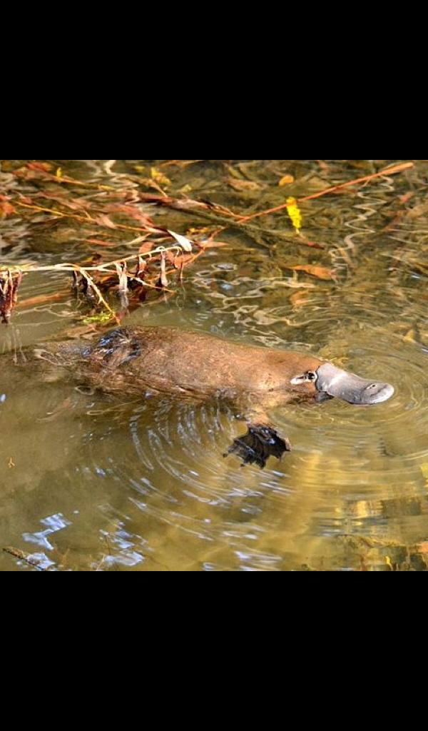 cute platypu Wallpaper -- HD Wallpapers of cute platypus! - Application sur Amazon Appstore