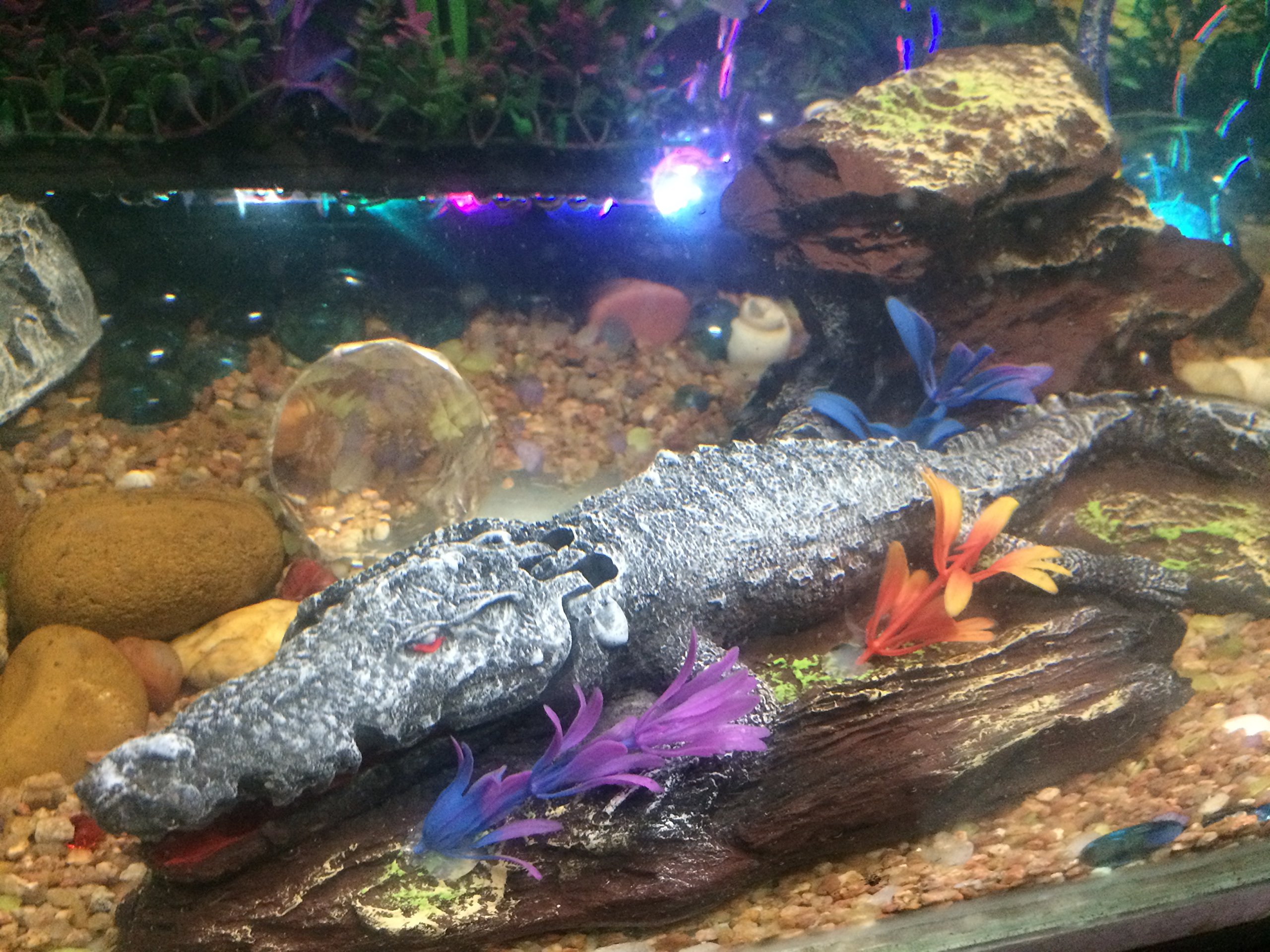 Freshwater Crocodile Fish