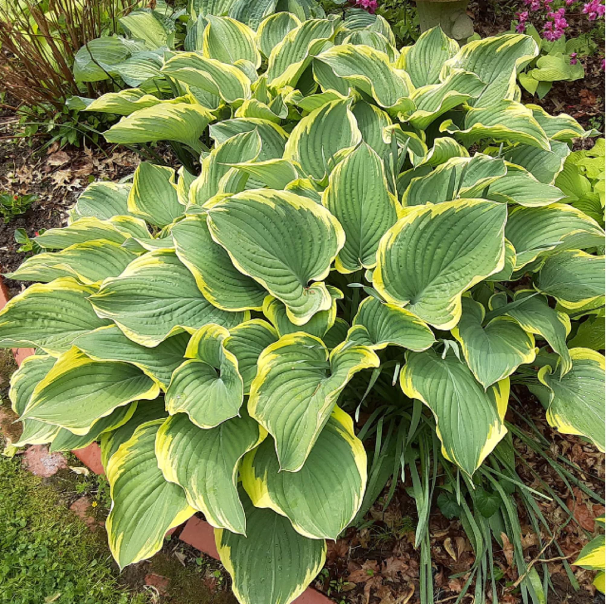Paisajismo Con Hostas Y Lirios 30 Heirloom Red Spider Lily Lycoris