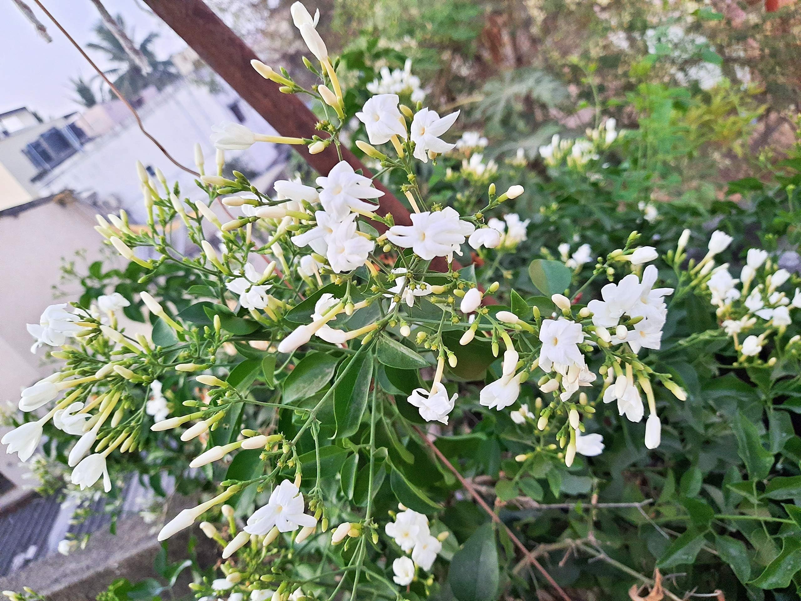 CooPany® Nithya Malli Live Plant : Amazon.in: Garden & Outdoors