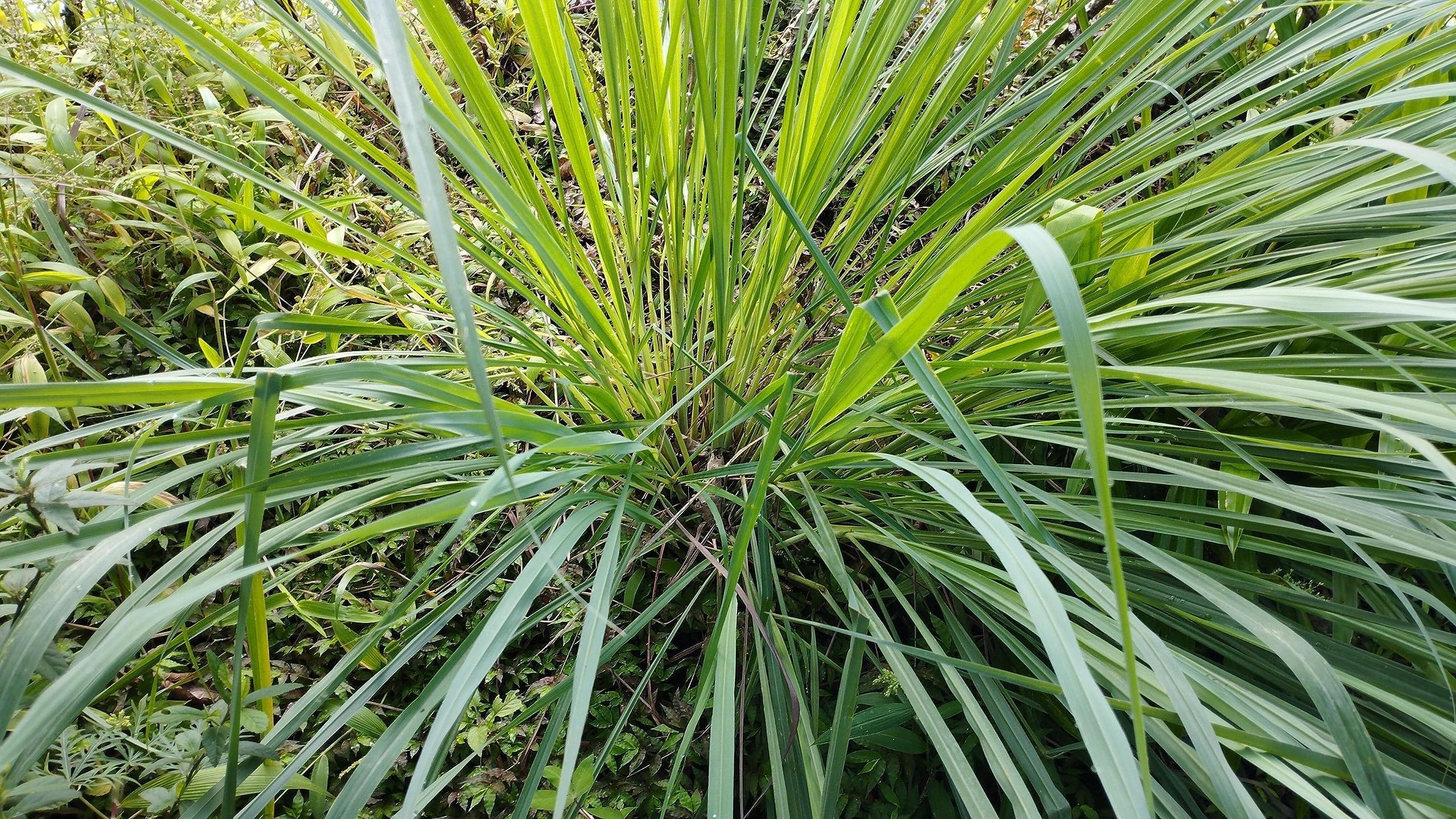 Cymbopogon Nardus Medicinal Uses