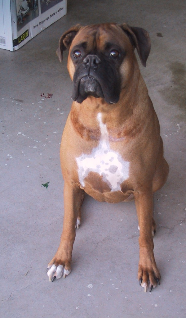 Boxer Screensavers Boxing Wallpapers Wallpaper Cave