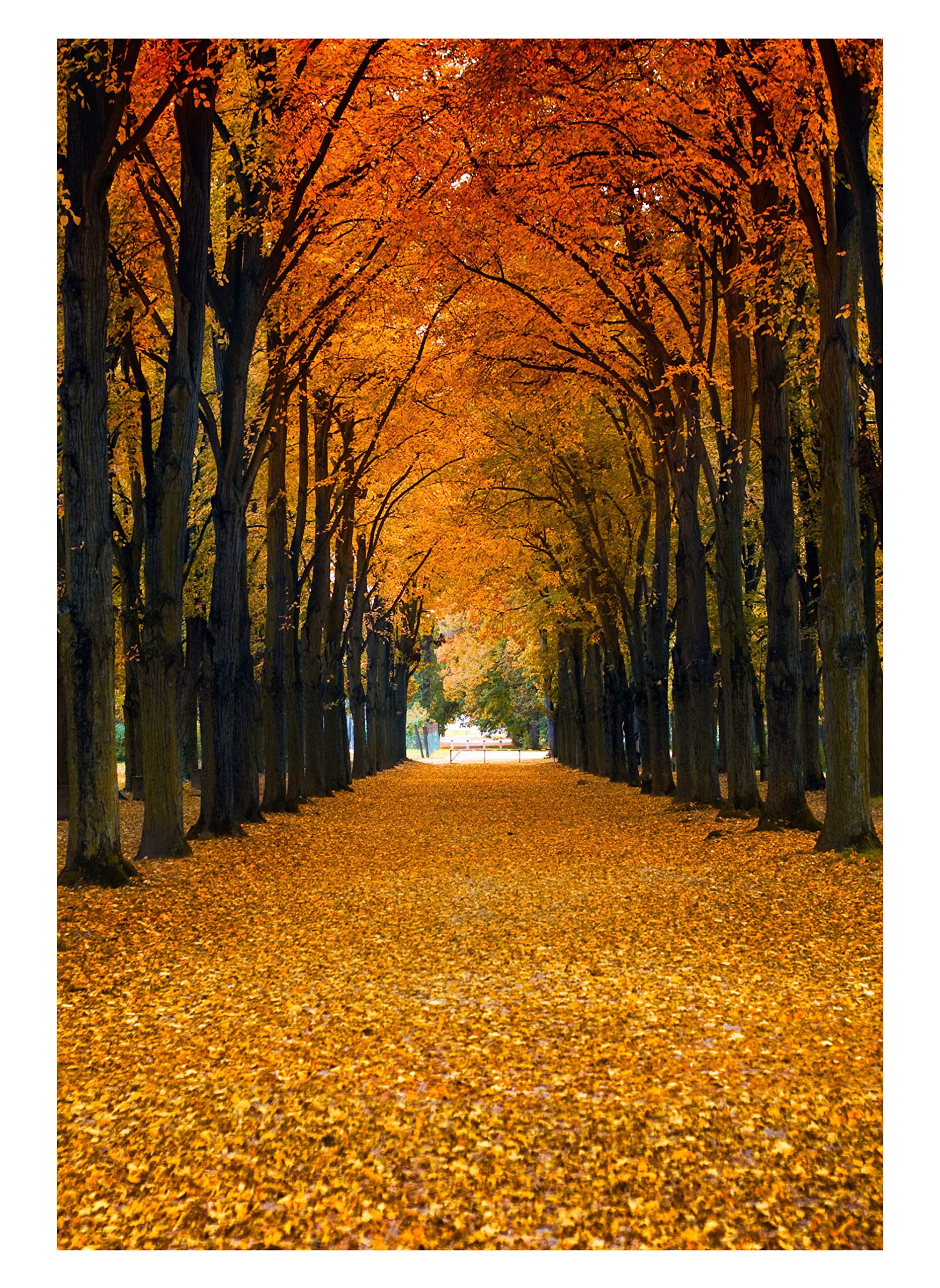 Fall Tree Backgrounds