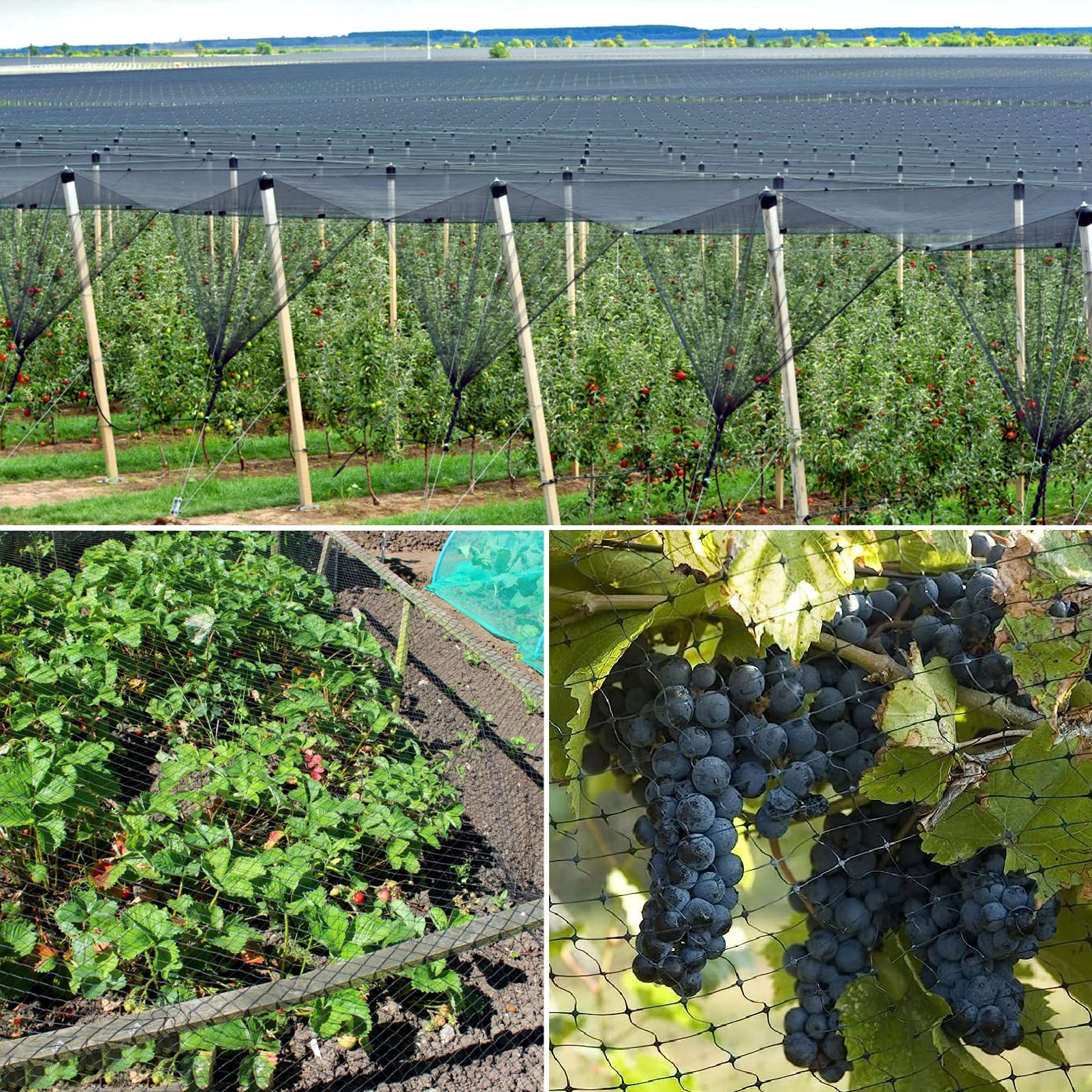 Vineyard Bird Netting