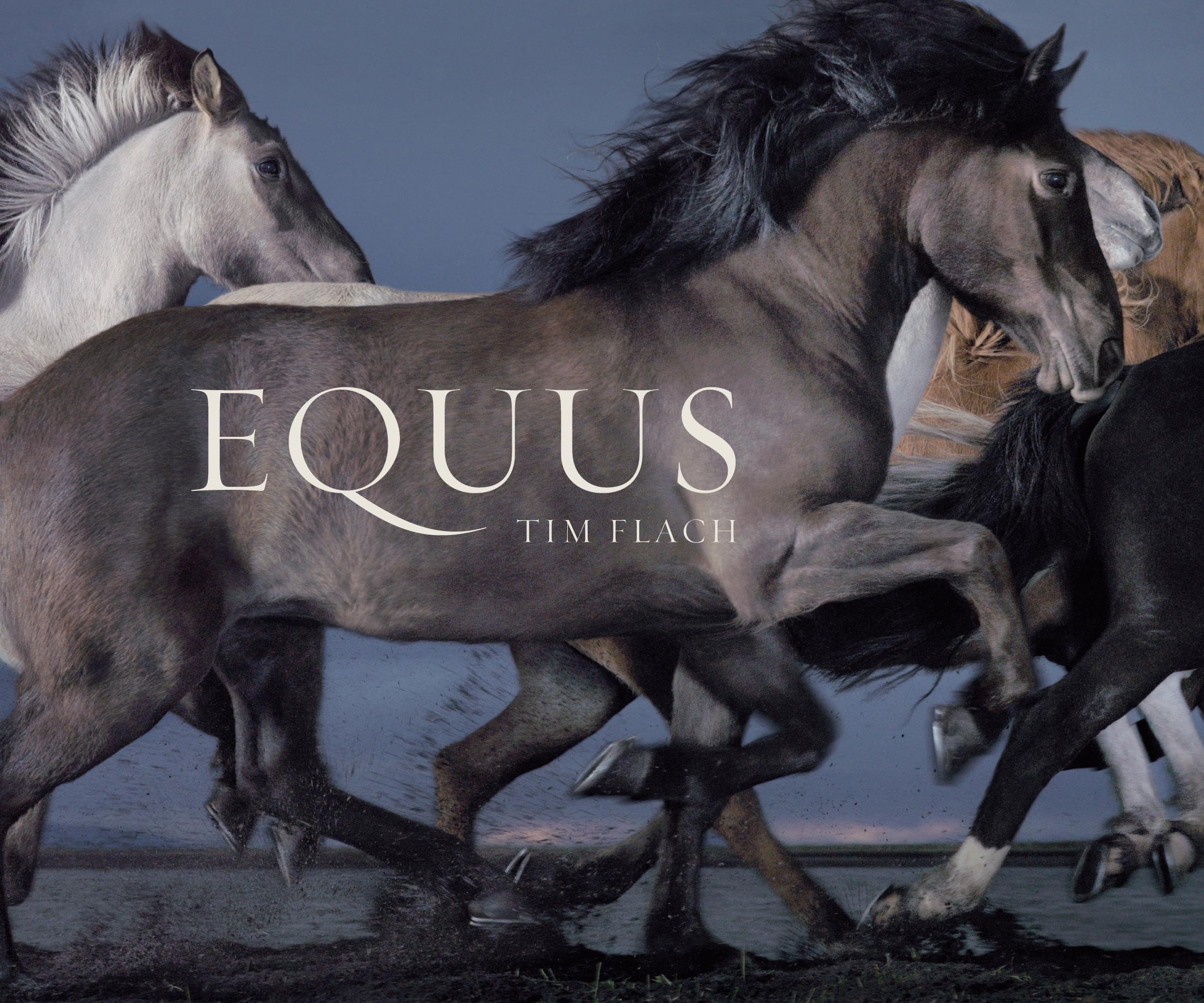 Amazon.com: Equus (Mini): 9781419716683: Flach, Tim: Books