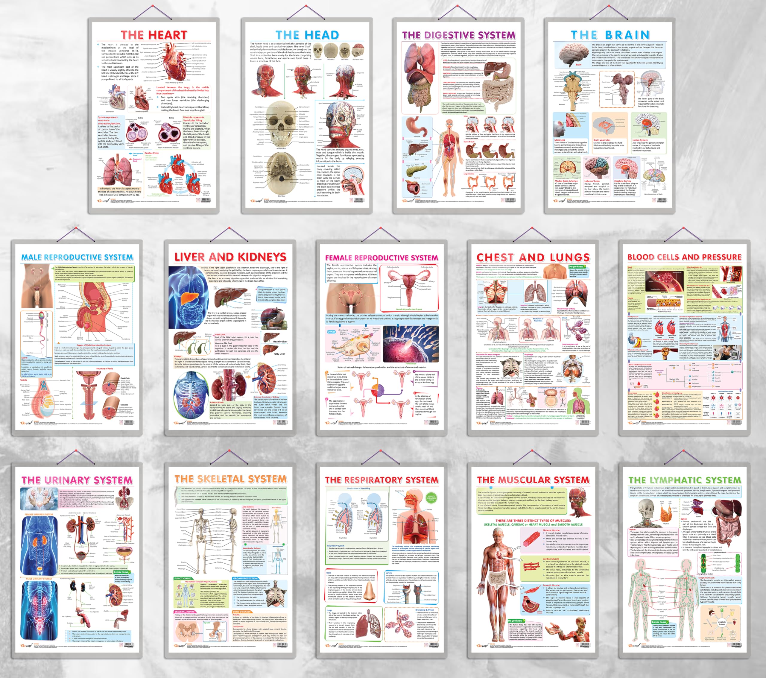 The Urinary System The Skeletal System The Respiratory System Muscular ...