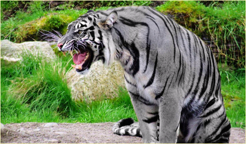 Animals Backgrounds - App on Amazon Appstore