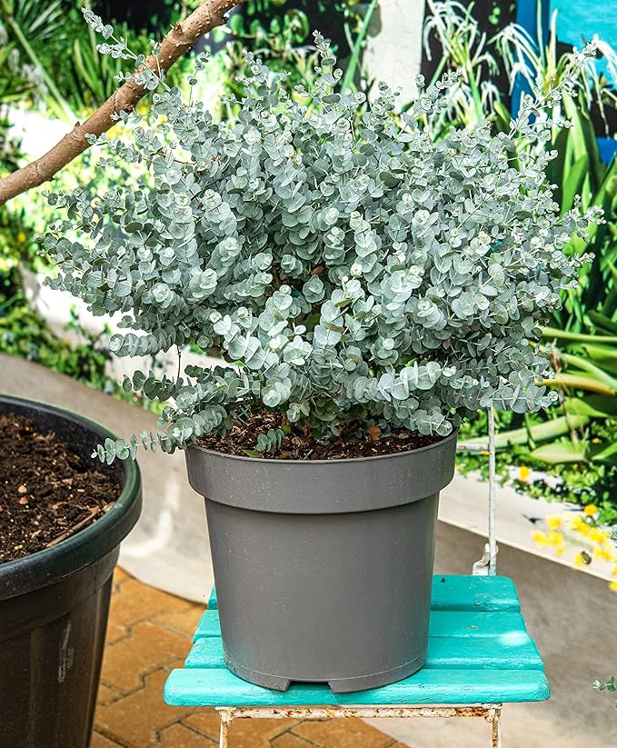 Gum Tree Eucalyptus gunnii 'Azura' White - Hardy Plant - Live Plant ...
