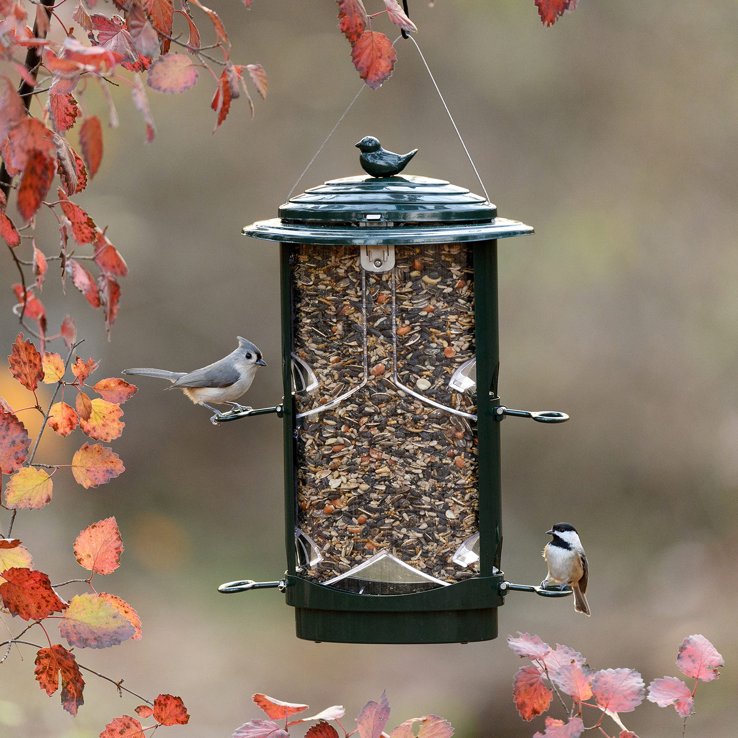 X Squirrel Bird Feeder More Birds Squirrel X X8 Squirrel Resistant