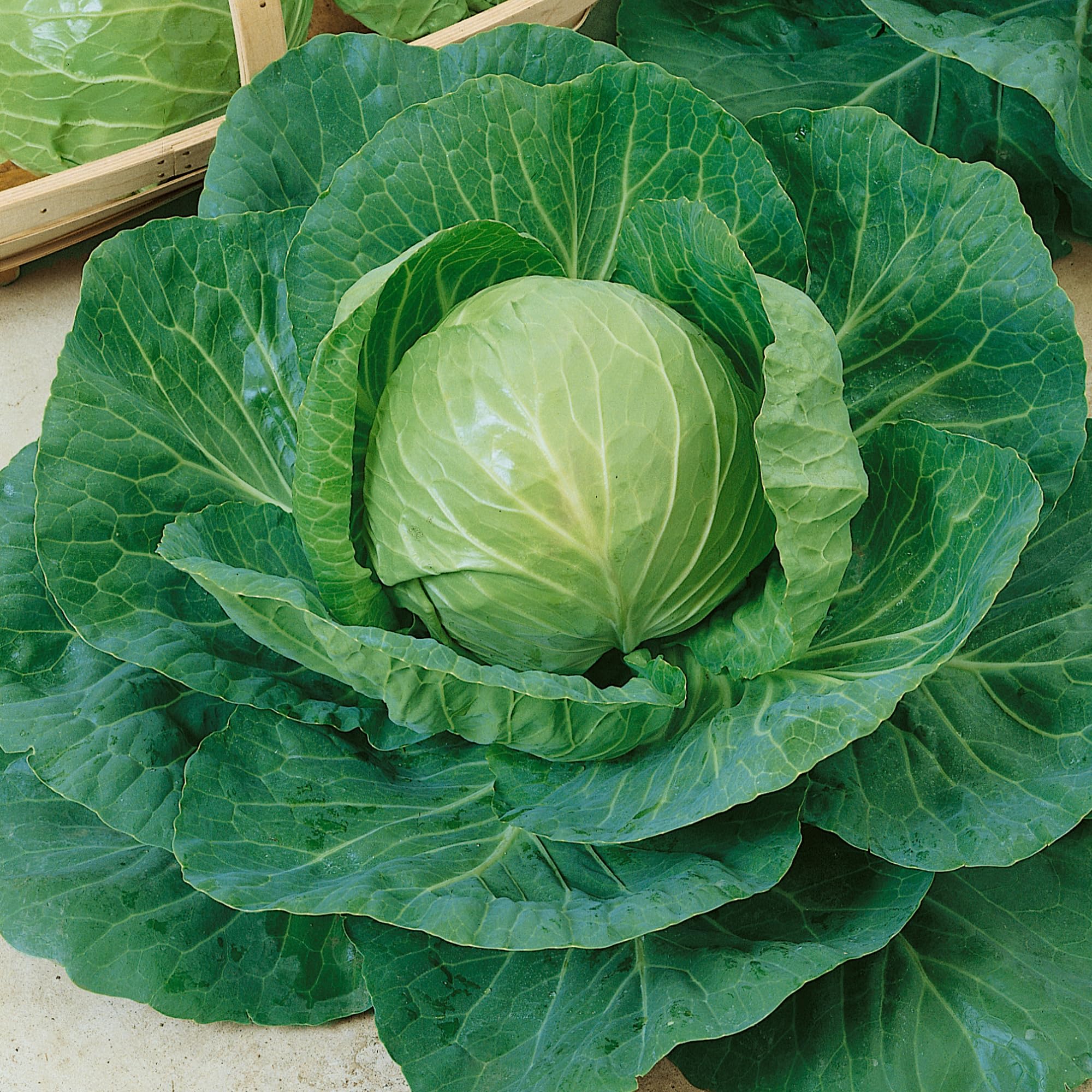Amazon.com : Green Express Cabbage Seeds - 5 Lb Bulk ~544000 Seeds ...