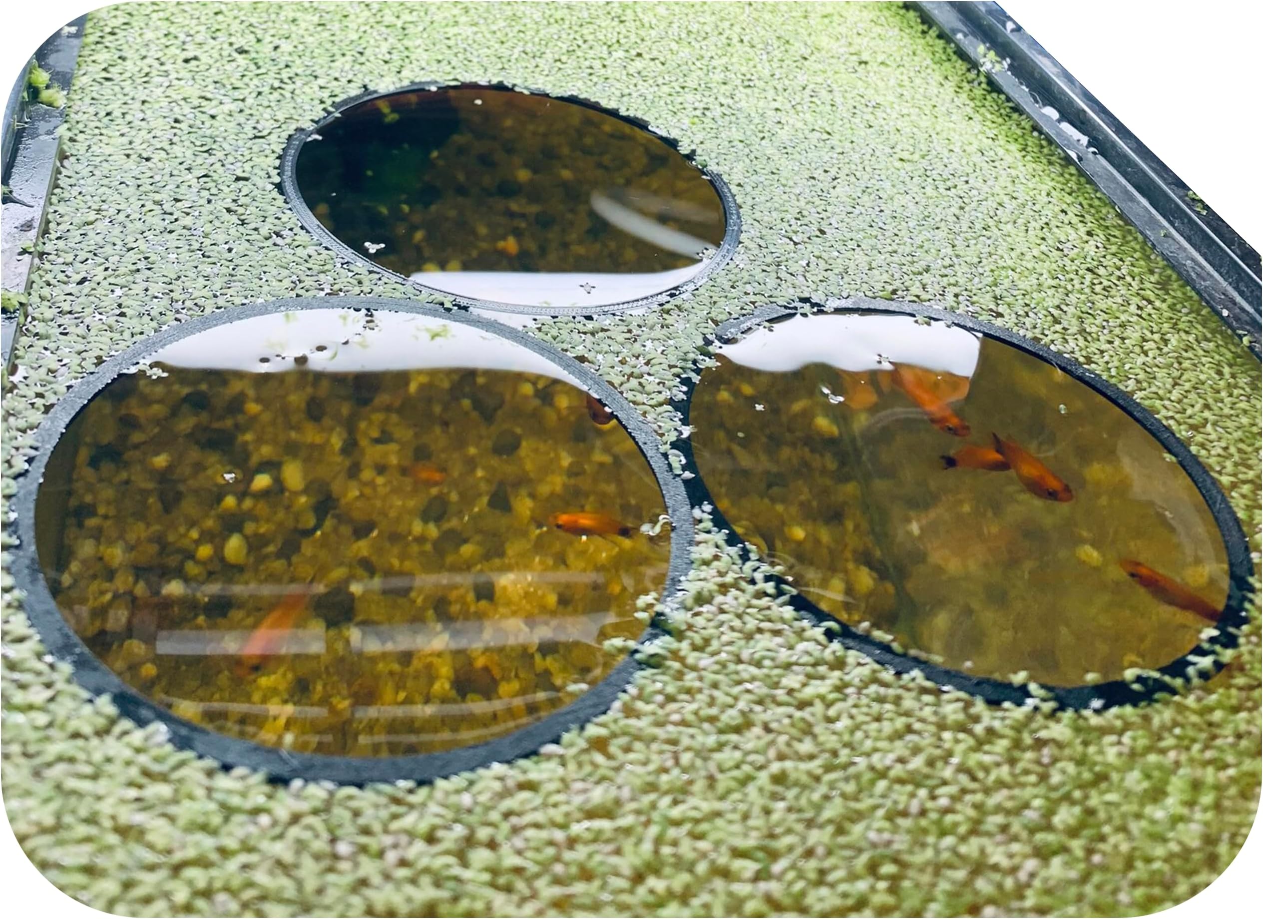 Amazon.com : Aquarium Floating Plant Rings and Fish Feeding Ring [ 3 ...