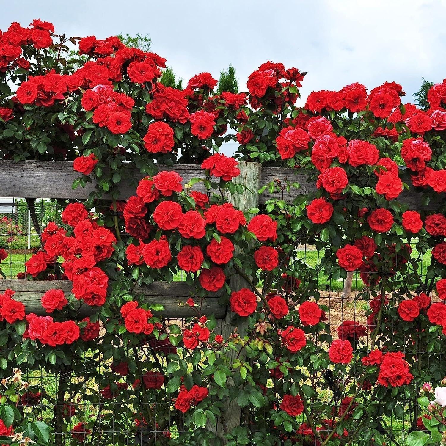 Trellis For Climbing Fragrant Flowers