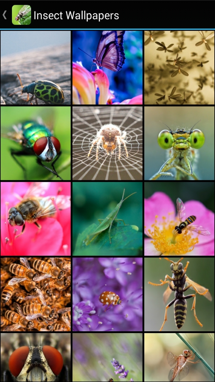 Insect Wallpapers - App on Amazon Appstore