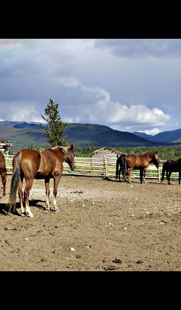 Horseback Riding Wallpaper -- HD Wallpapers of Horseback Riding! - App ...