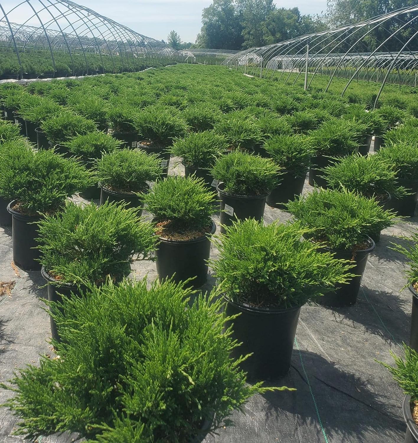 Compacto Andorra Juniper, hoja perenne de hoja verde en maceta de 3 ...