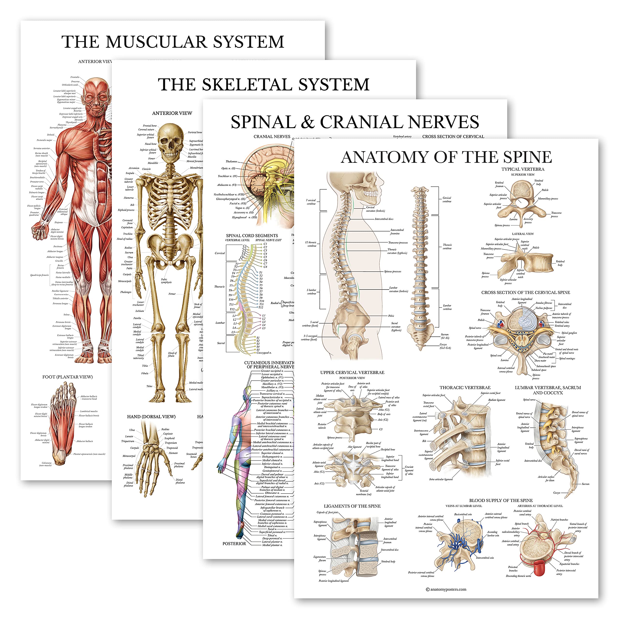 Buy 4 Pack - Anatomical Set - Laminated - Muscular, Skeletal, Spinal ...