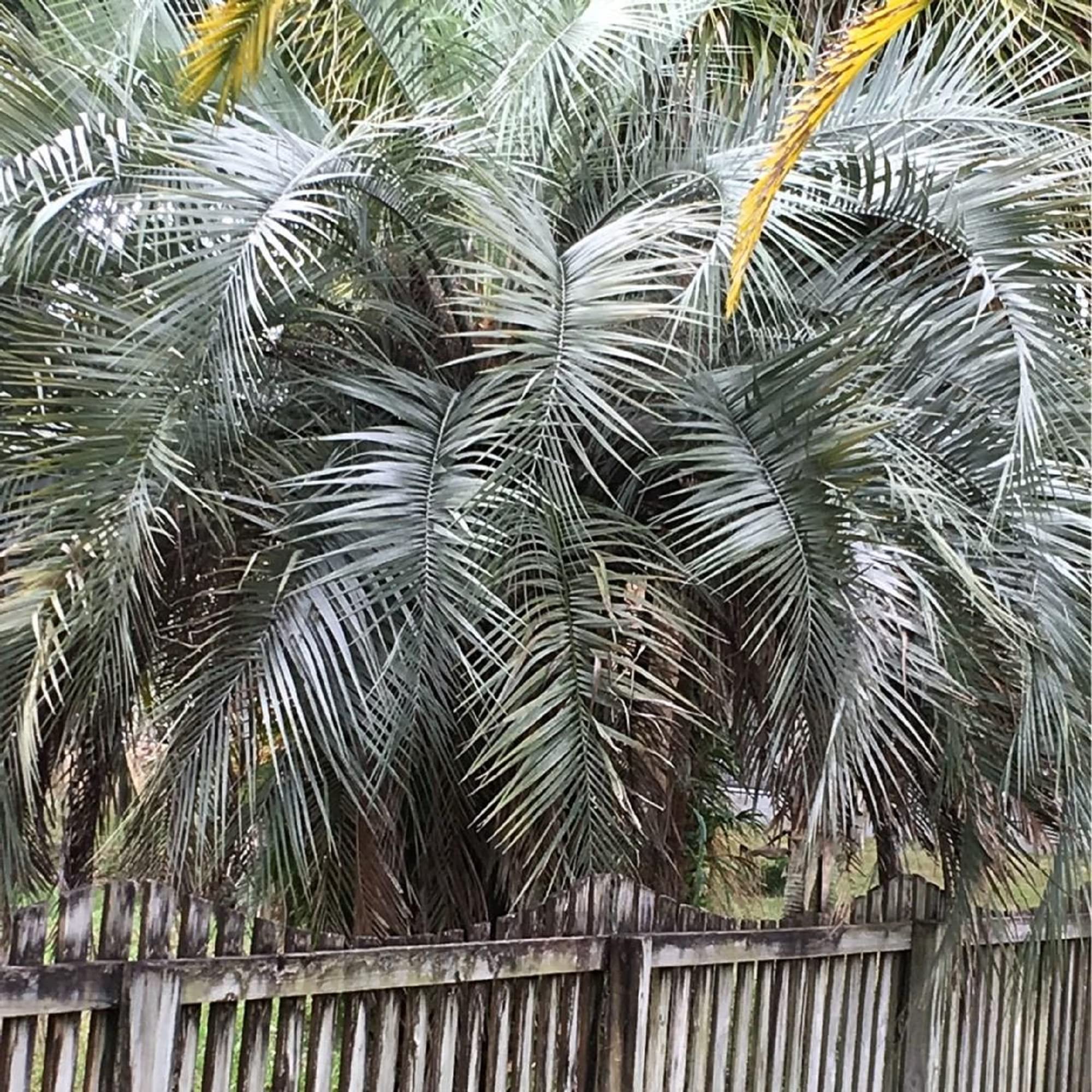 Palmeras Azules Palmera Azul: Conoce La Planta Exótica Perfecta Para
