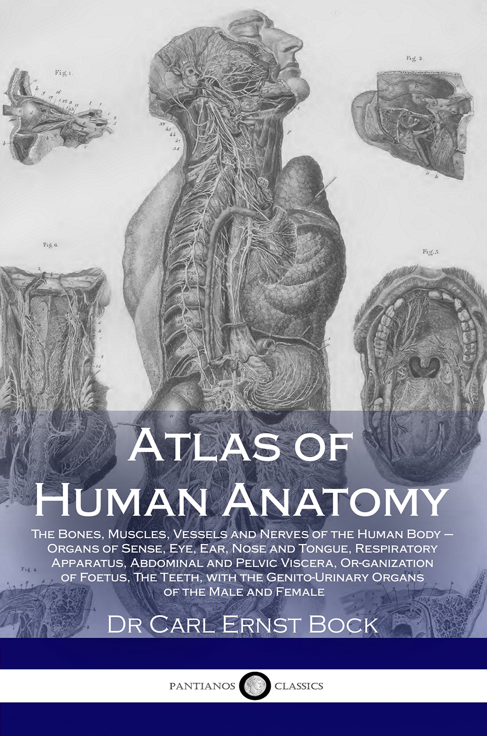 Buy Atlas of Human Anatomy: The s, Muscles, Vessels and Nerves of the ...