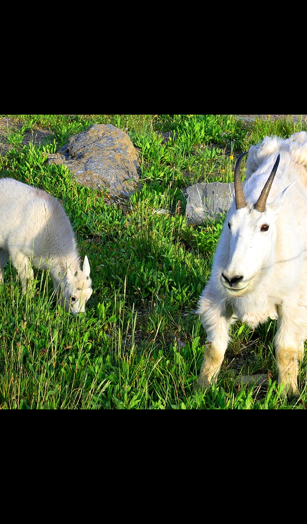 goat Wallpaper -- HD Wallpapers of goats!: app su Amazon Appstore