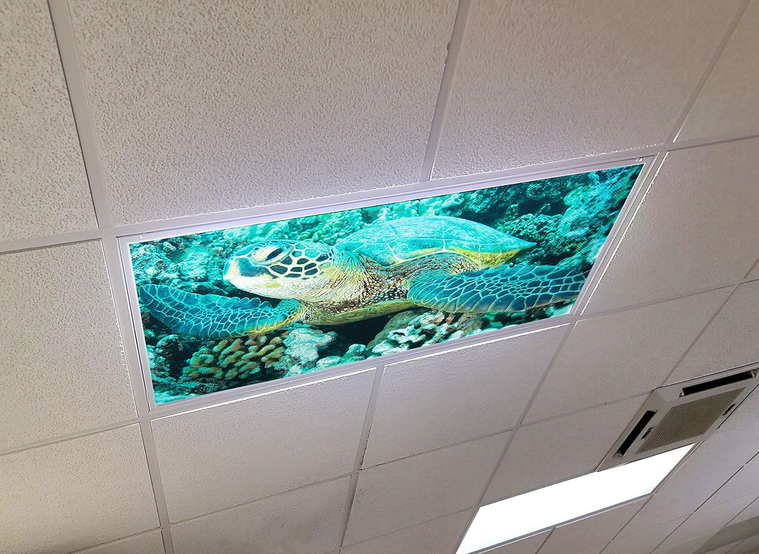 Amazon.com: Sea Turtle - 2ft x 4ft Drop Ceiling Fluorescent Decorative ...