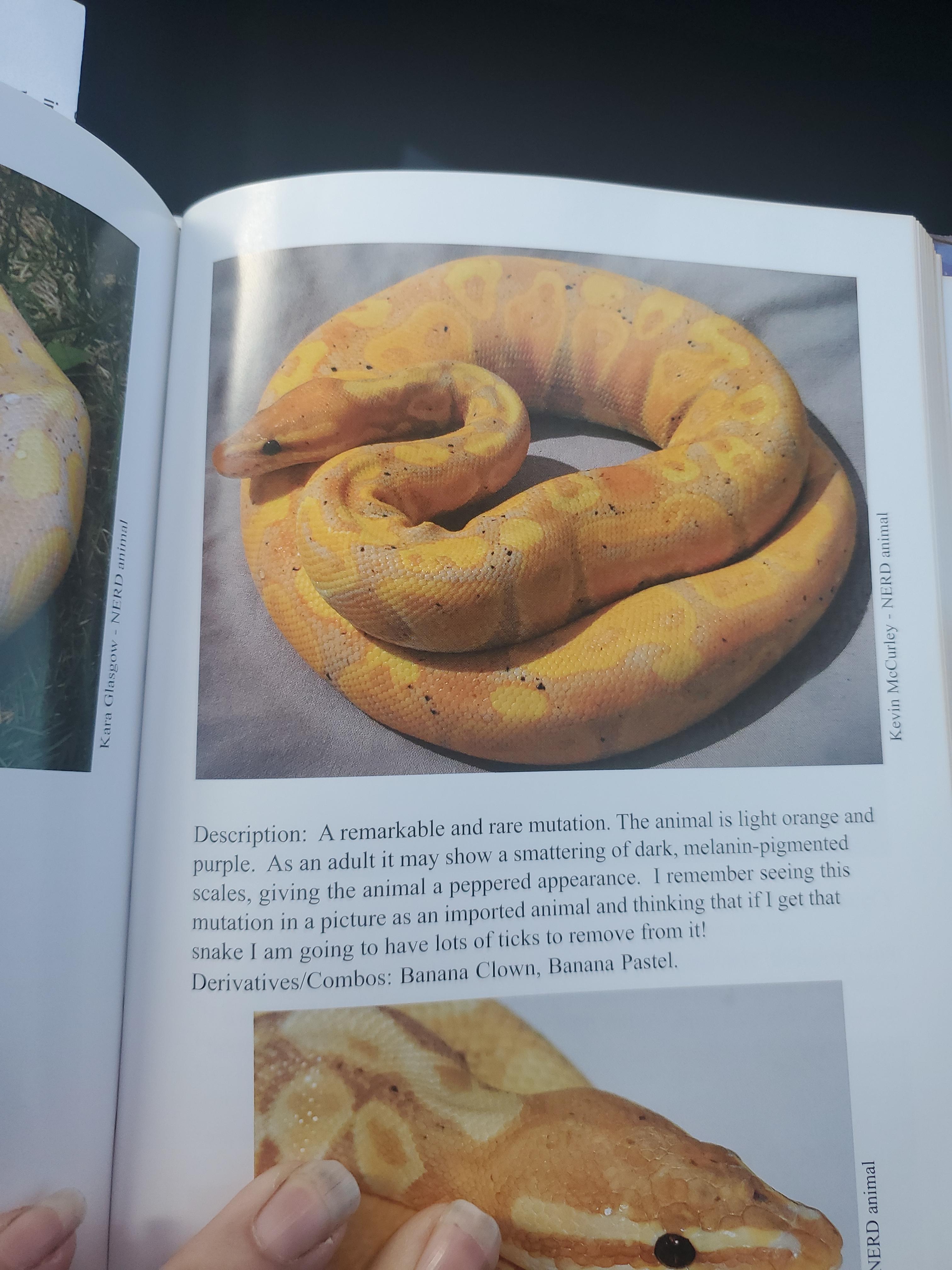 Complete Ball Python, A Comprehensive Guide to Care, Breeding, and ...