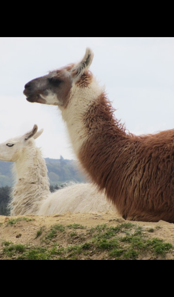 Llama Wallpaper -- HD Wallpapers of Llamas! - App on Amazon Appstore