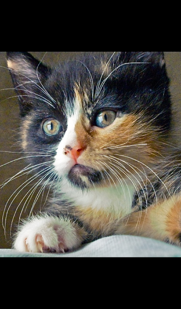 Calico Cat Wallpaper -- HD Wallpapers of Calico Cats! - App on Amazon ...