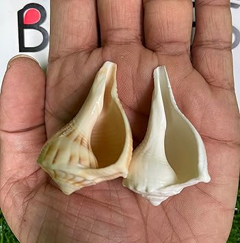 South Indian Small Right Handed Lakshmi Valampuri Shankh ...