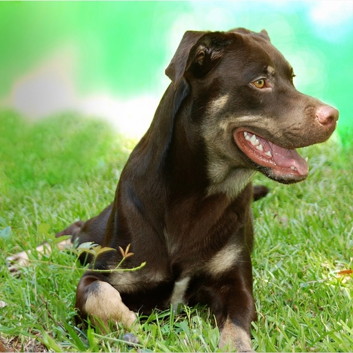 Crocare:Amazon.de:Appstore for Android