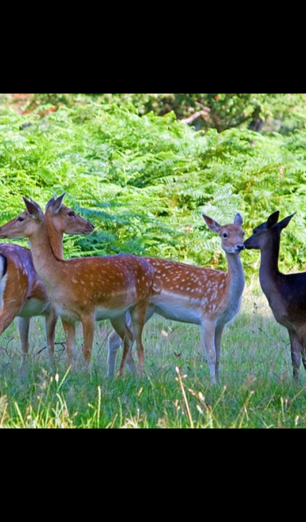 Fallow Deer Wallpaper