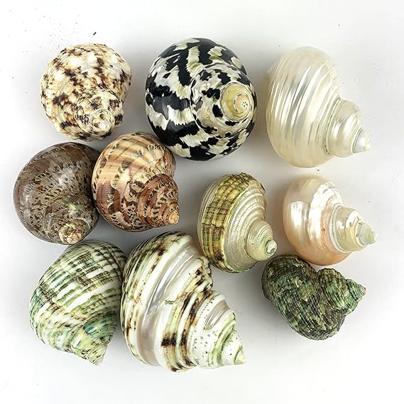 Amazon.com: Worlds 10PC Polished Large Mix Hermit Crab Shells&Pearlized ...