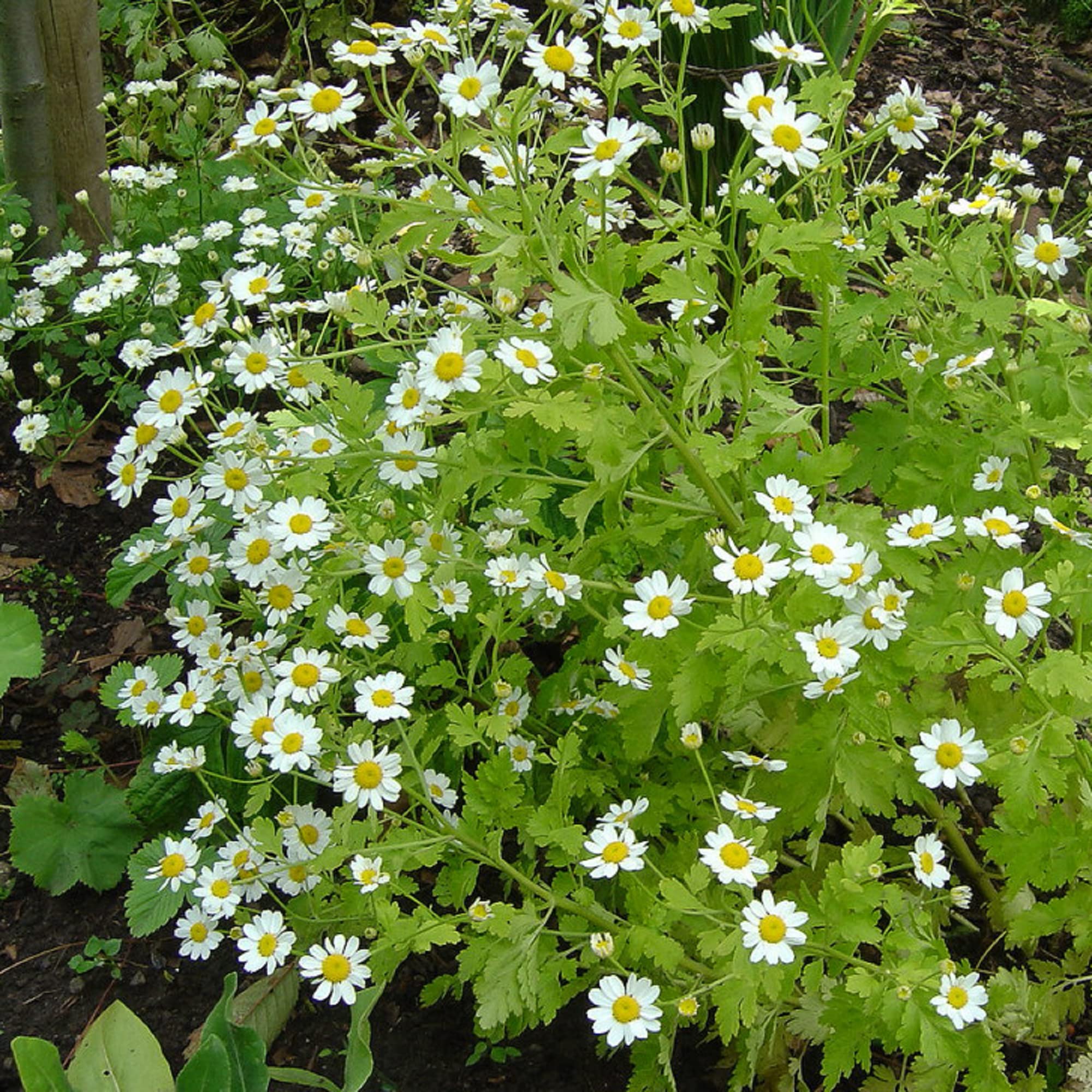 Tanacetum Parthenium Aureum
