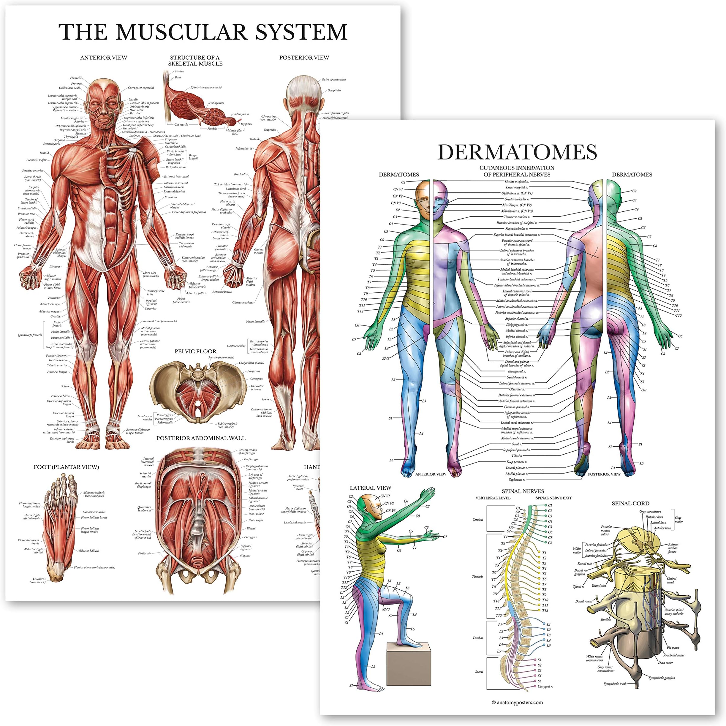 Amazon.com: Palace Learning Dermatomes & Nervous System Anatomical ...