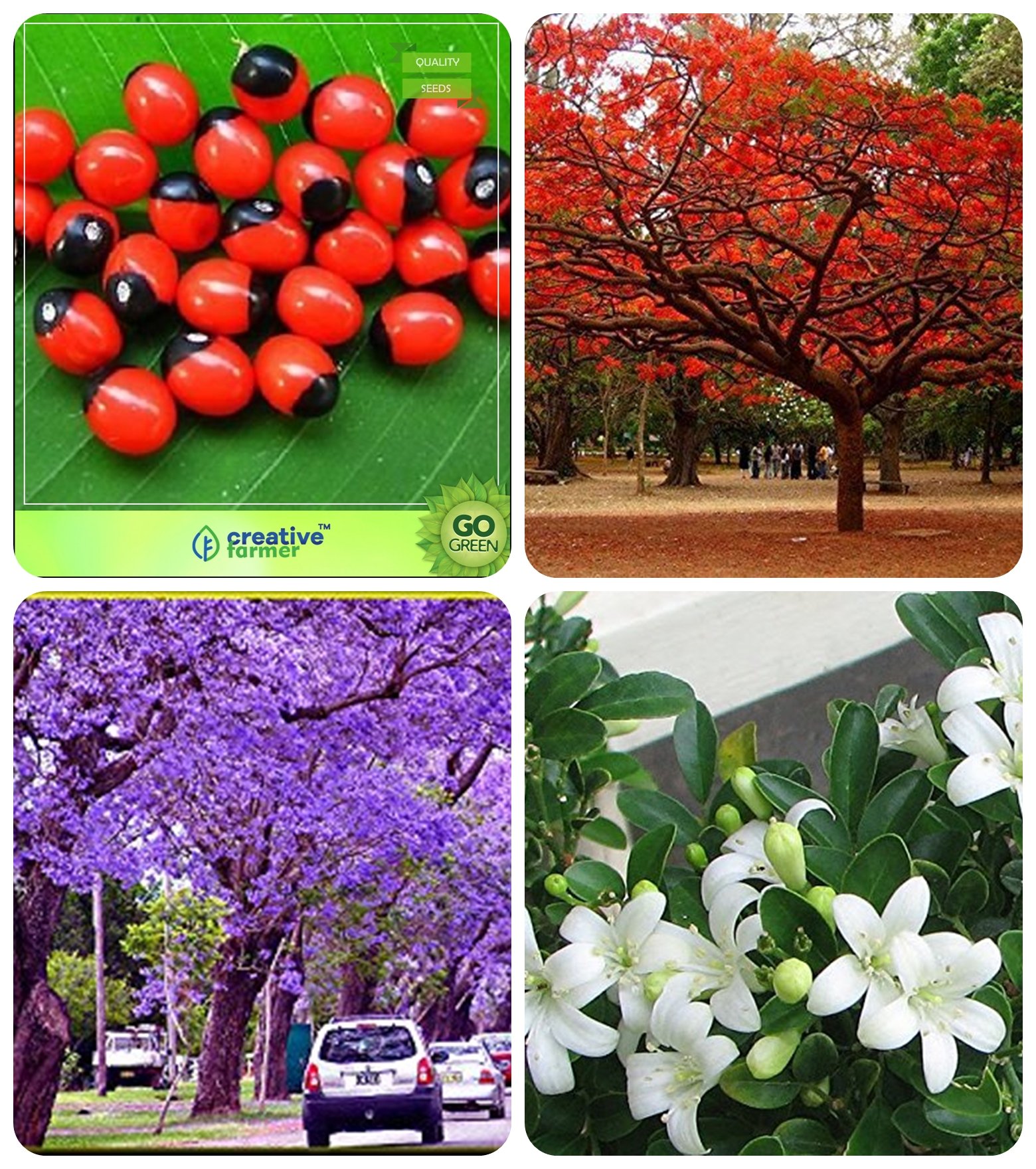 Creative Farmer Tree & Forest Seeds Abrus Precatorius,Gulmohar ...