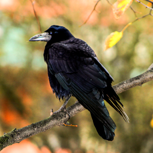 Crow Sounds - App on Amazon Appstore