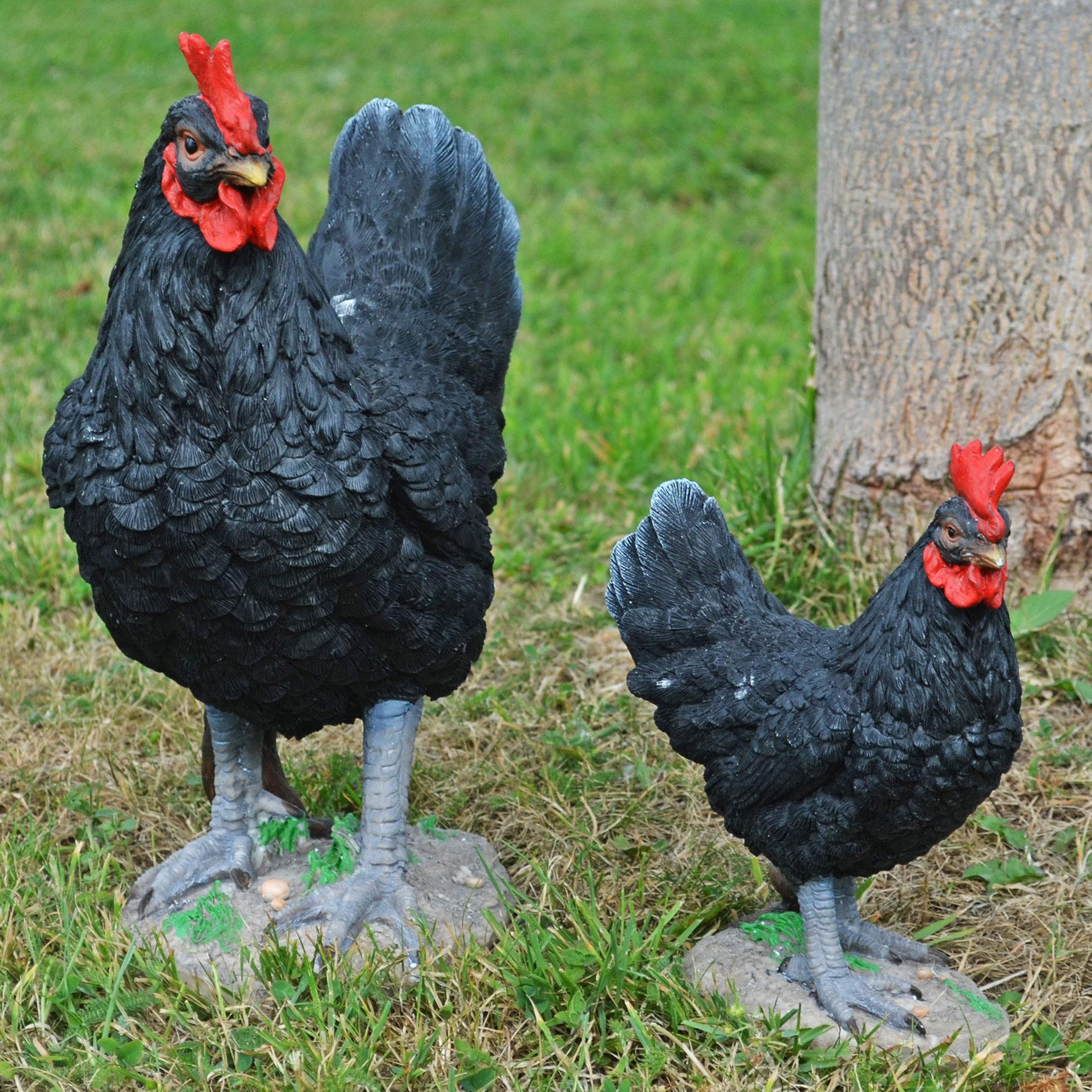 Small Black Chicken