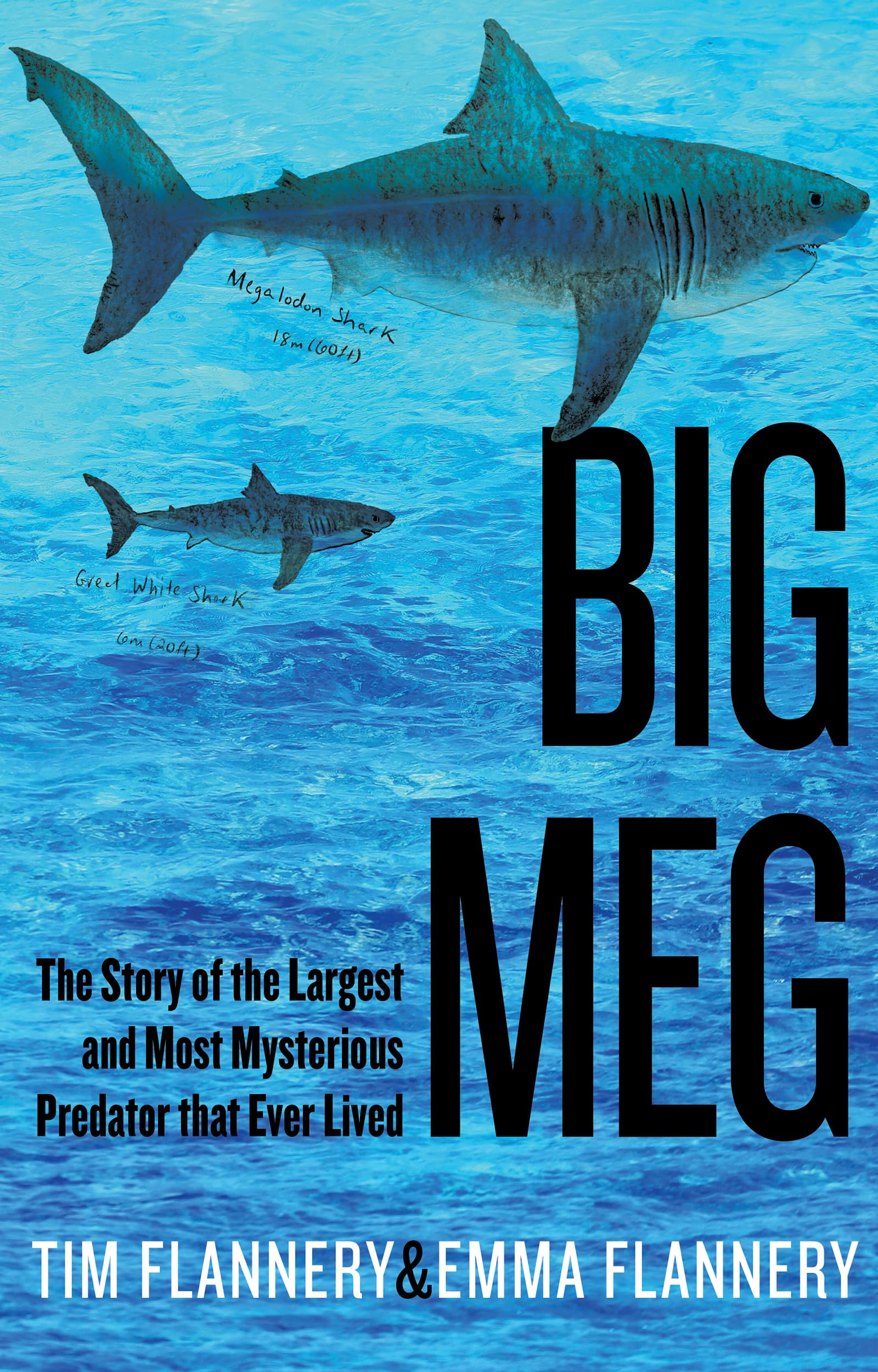 Big Meg: The Story of the Largest and Most Mysterious Predator that ...