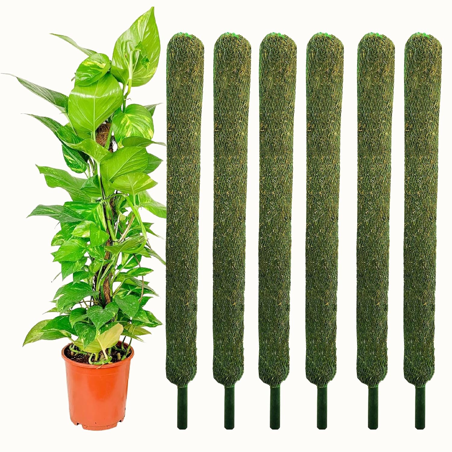 Leafy Tales Plant Support Moss Stick- Green Grass Pole for Plants ...