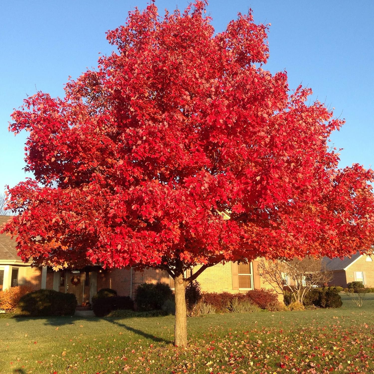 Amazon.com : CHUXAY GARDEN Red Maple Seed 10 Seeds Swamp Maple ...