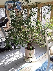 Amazon.com : PotLifter - Potted Plant Mover and Essential Lifting Tool ...