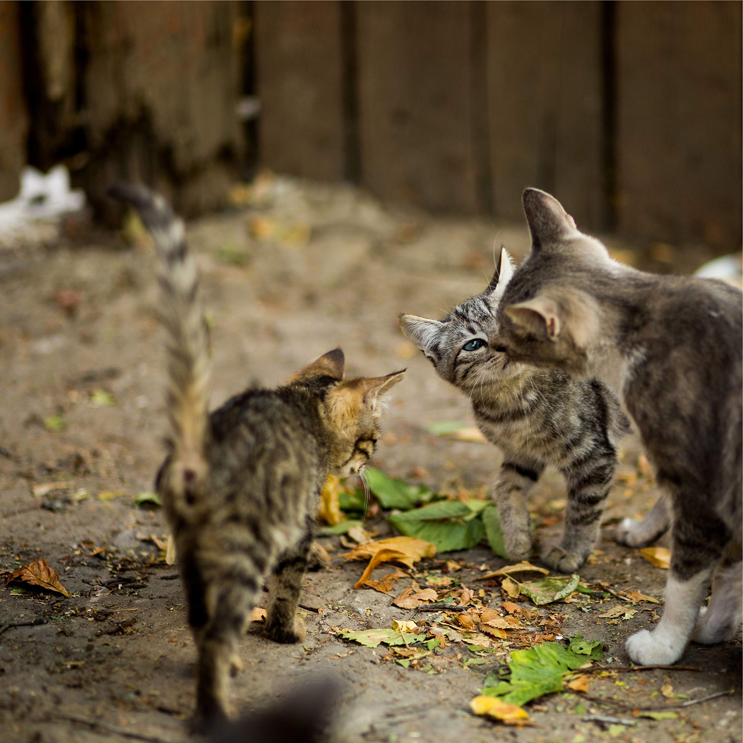 Delta Zen song by Hieling from Farthest Point of Light on Amazon Music