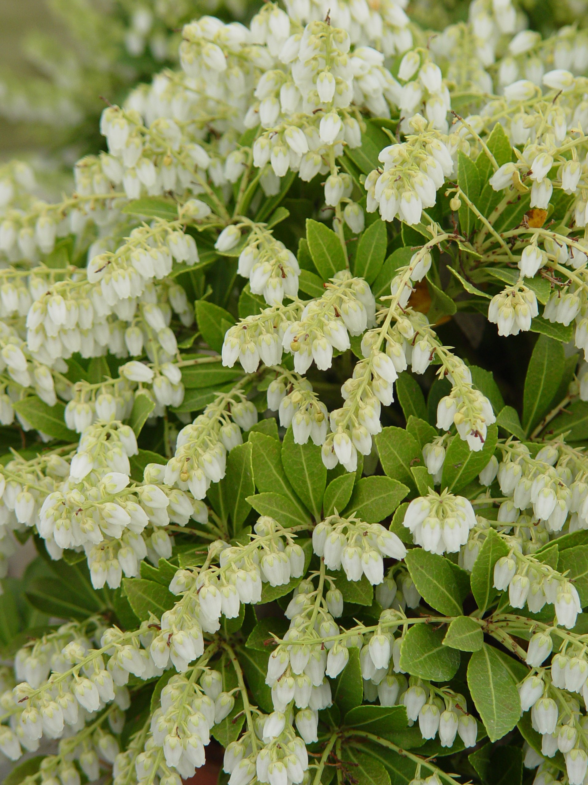 Dwarf Pieris Japonica