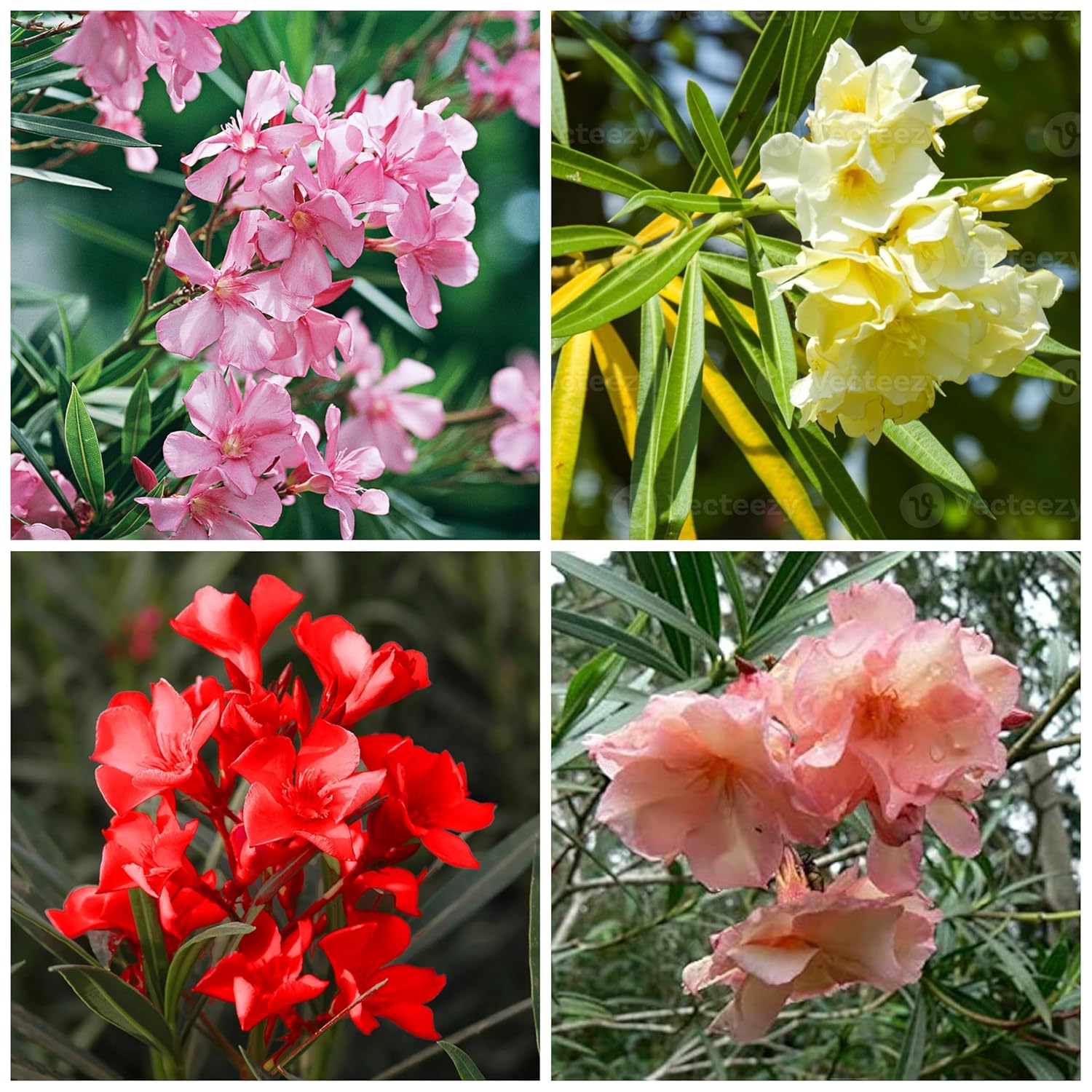 OIHOLO Oleander Plant Nerium Oleander Oleander Flower Oleander Shrub ...