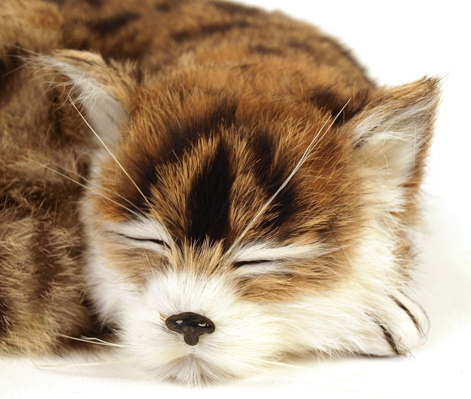 Mrs. Chippy Tabby Cat : Amazon.ca: Home